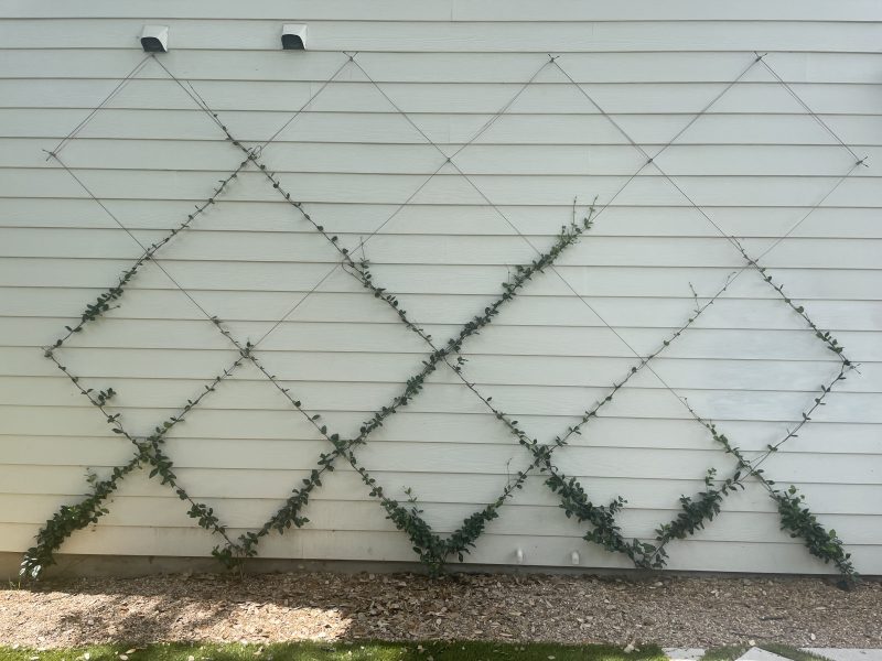 How to Design and Install a Star Jasmine Trellis or "Espalier ...