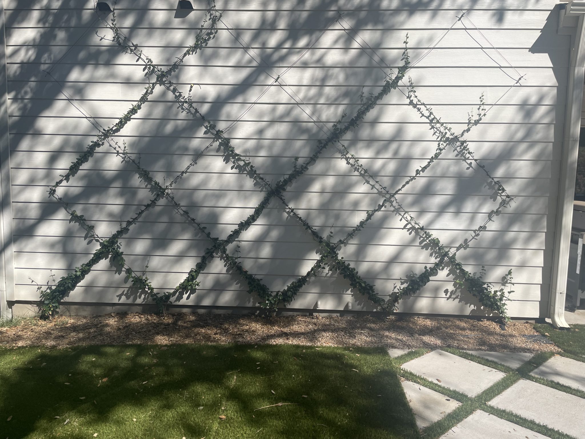 How to Design and Install a Star Jasmine Trellis or "Espalier ...